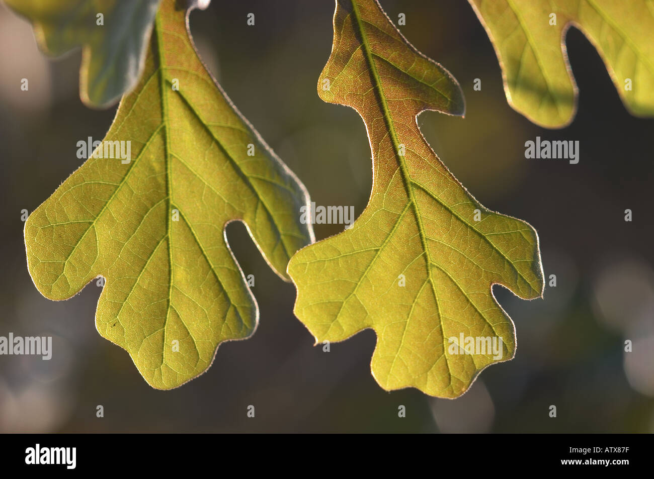 Oak leaf closeup in Spring Stock Photo - Alamy