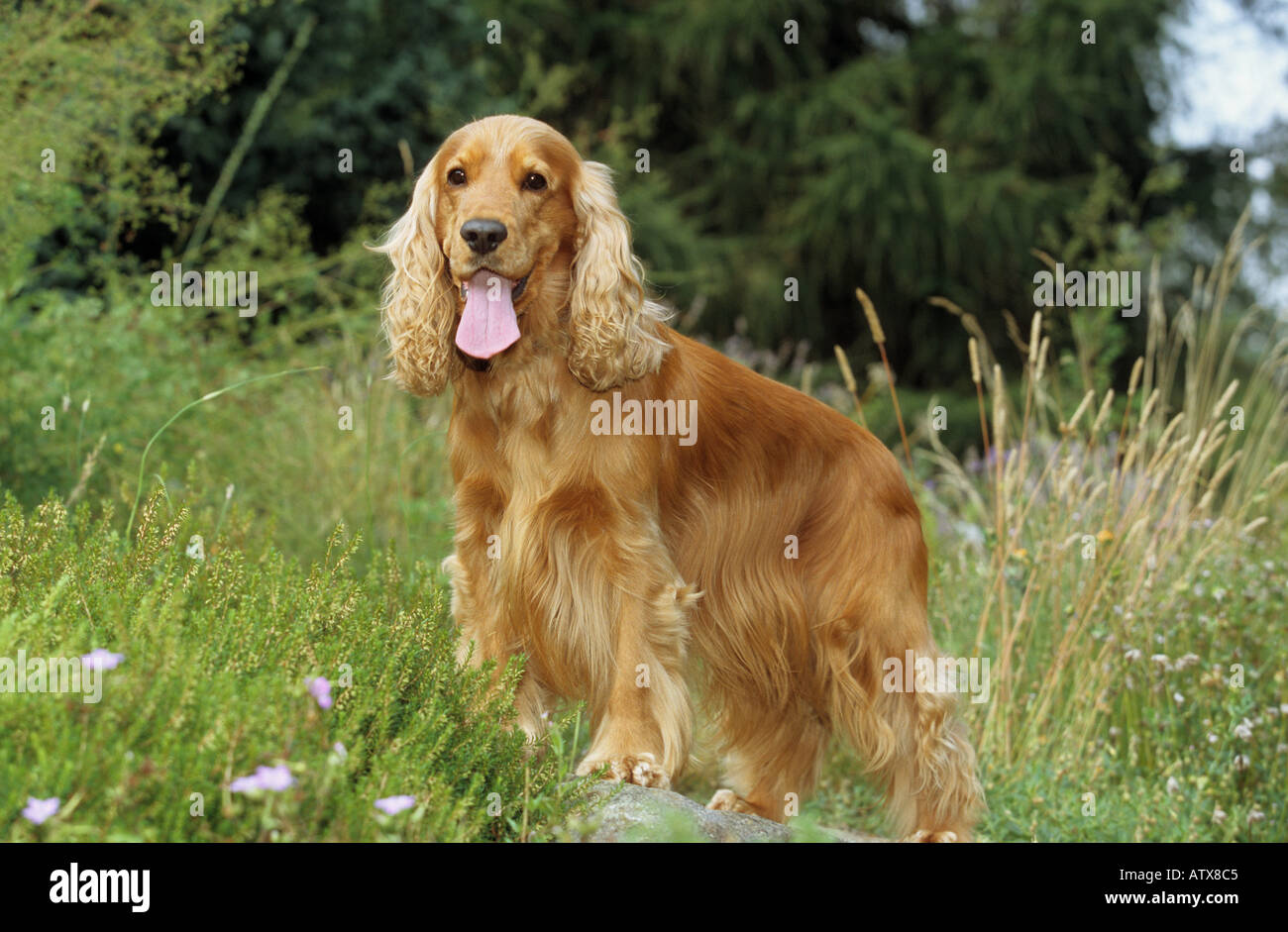 Cocker Spaniel dog - standing Stock Photo - Alamy