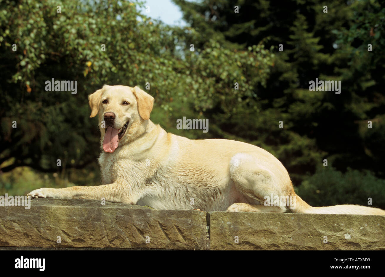 Tongues stuck out hi-res stock photography and images - Alamy
