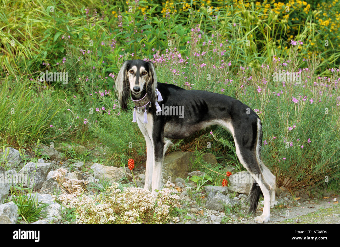 Saluki dog hi-res stock photography and images - Alamy