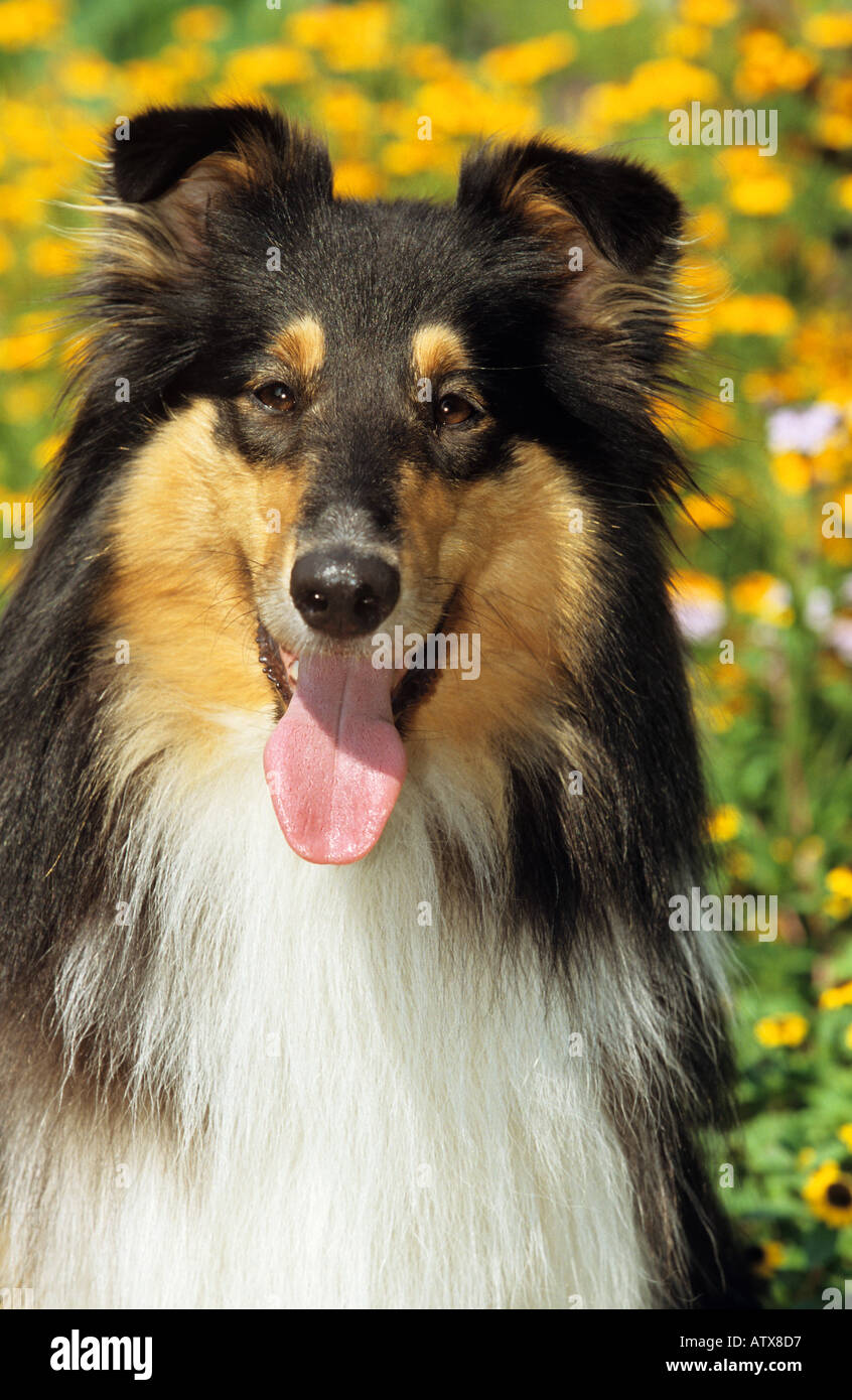 Animals collie portrait collies dog dogs hi-res stock photography and ...
