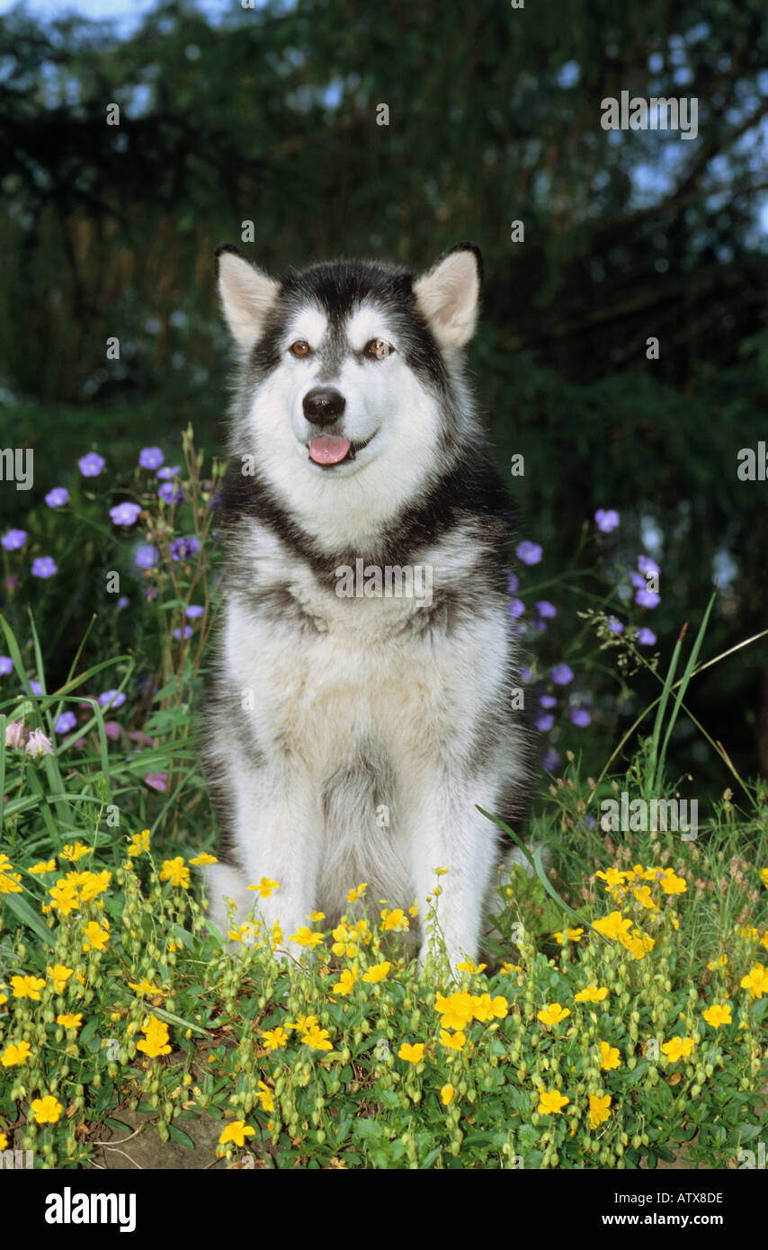 Husky and flowers hi-res stock photography and images - Alamy