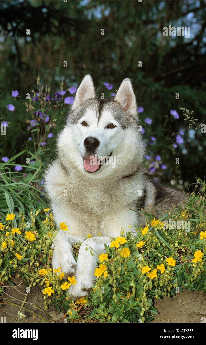 Husky and flowers hi-res stock photography and images - Alamy