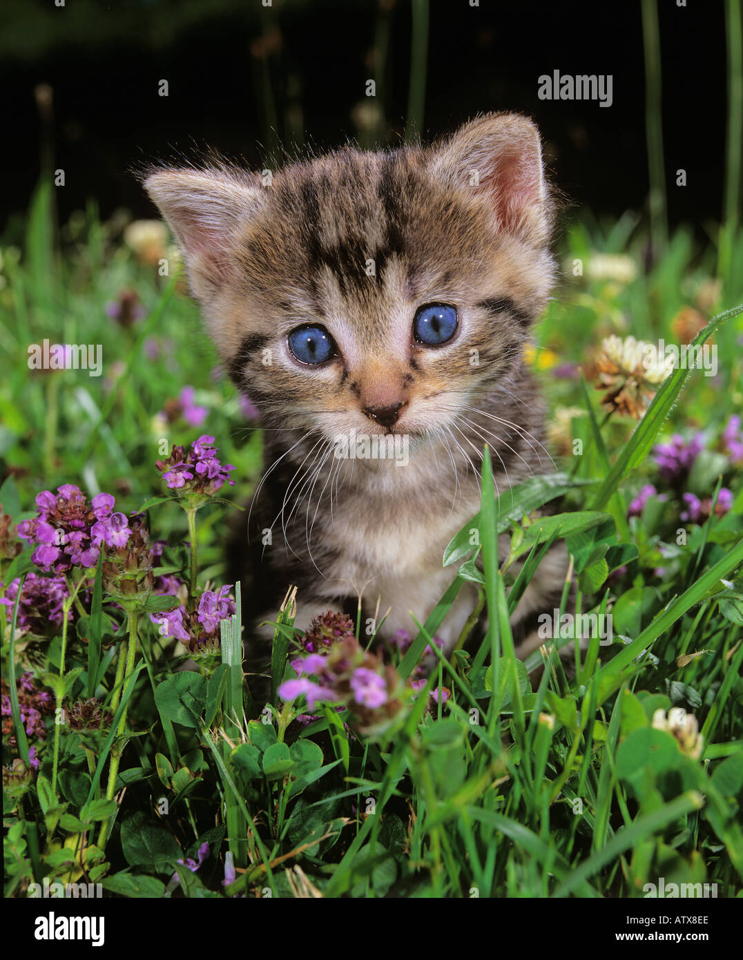 domestic cat - kitten in meadow Stock Photo - Alamy