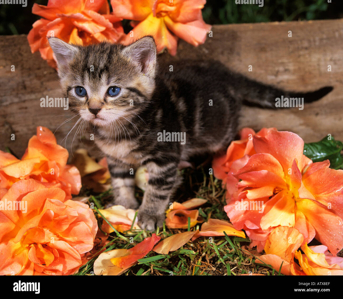 domestic cat - kitten between flowers Stock Photo - Alamy