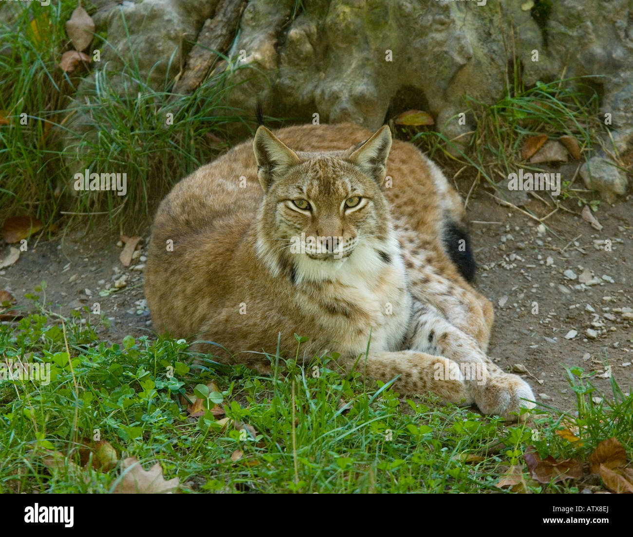 Lynx (Lynx lynx) rare in France re-introduced into Vosges-Jura area ...