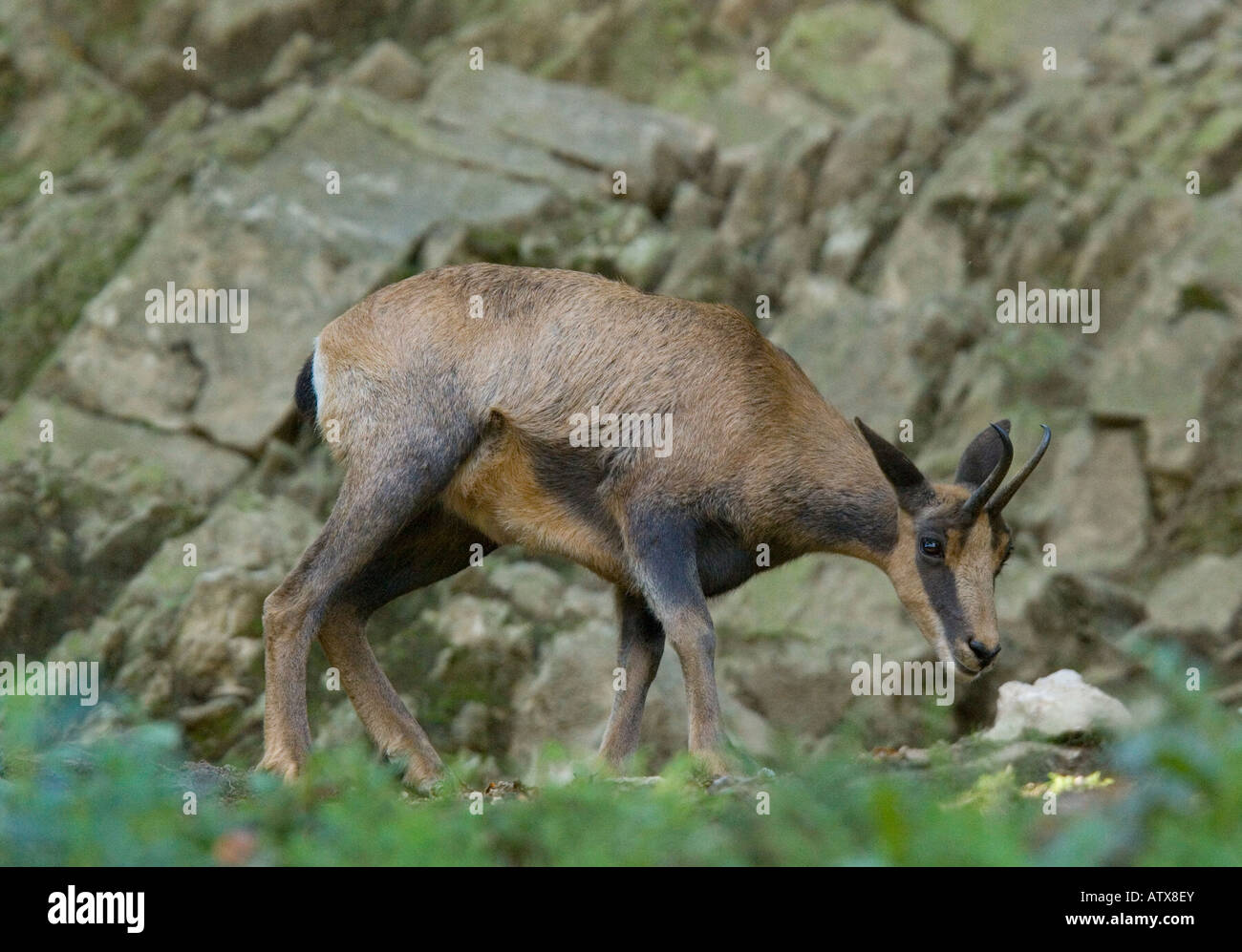 Pyrenean chamois, or Isard, (Rupicapra pyrenaica) french Pyrenees Stock ...