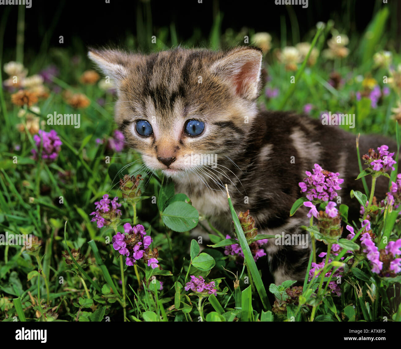 Kitten between grass hi-res stock photography and images - Alamy