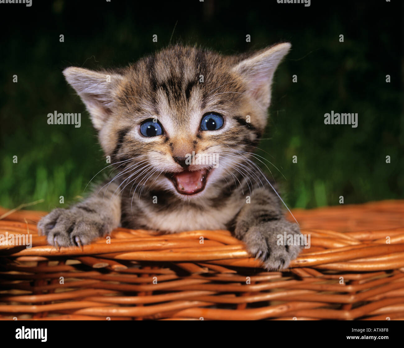 domestic cat - kitten - miaowing Stock Photo - Alamy