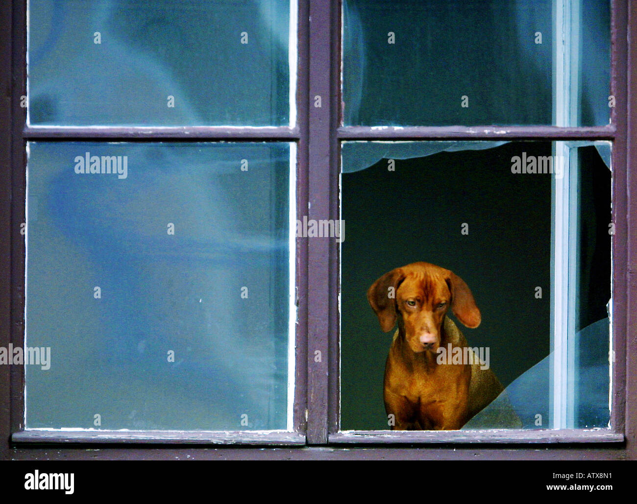 Dog behind not back not animal hi-res stock photography and images - Alamy