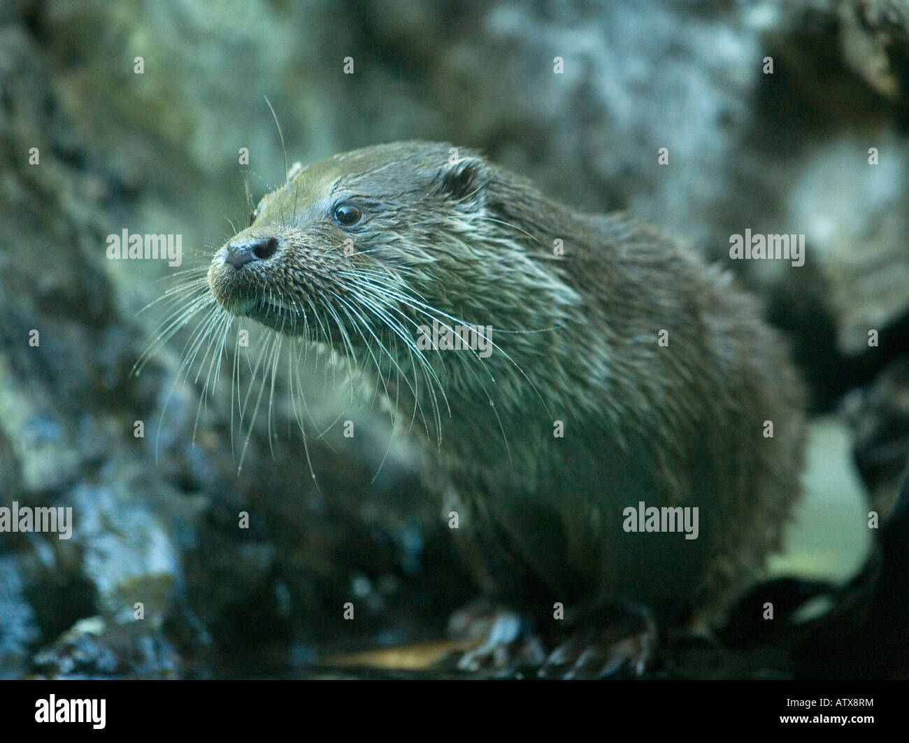 Otter hunting fish hi-res stock photography and images - Alamy