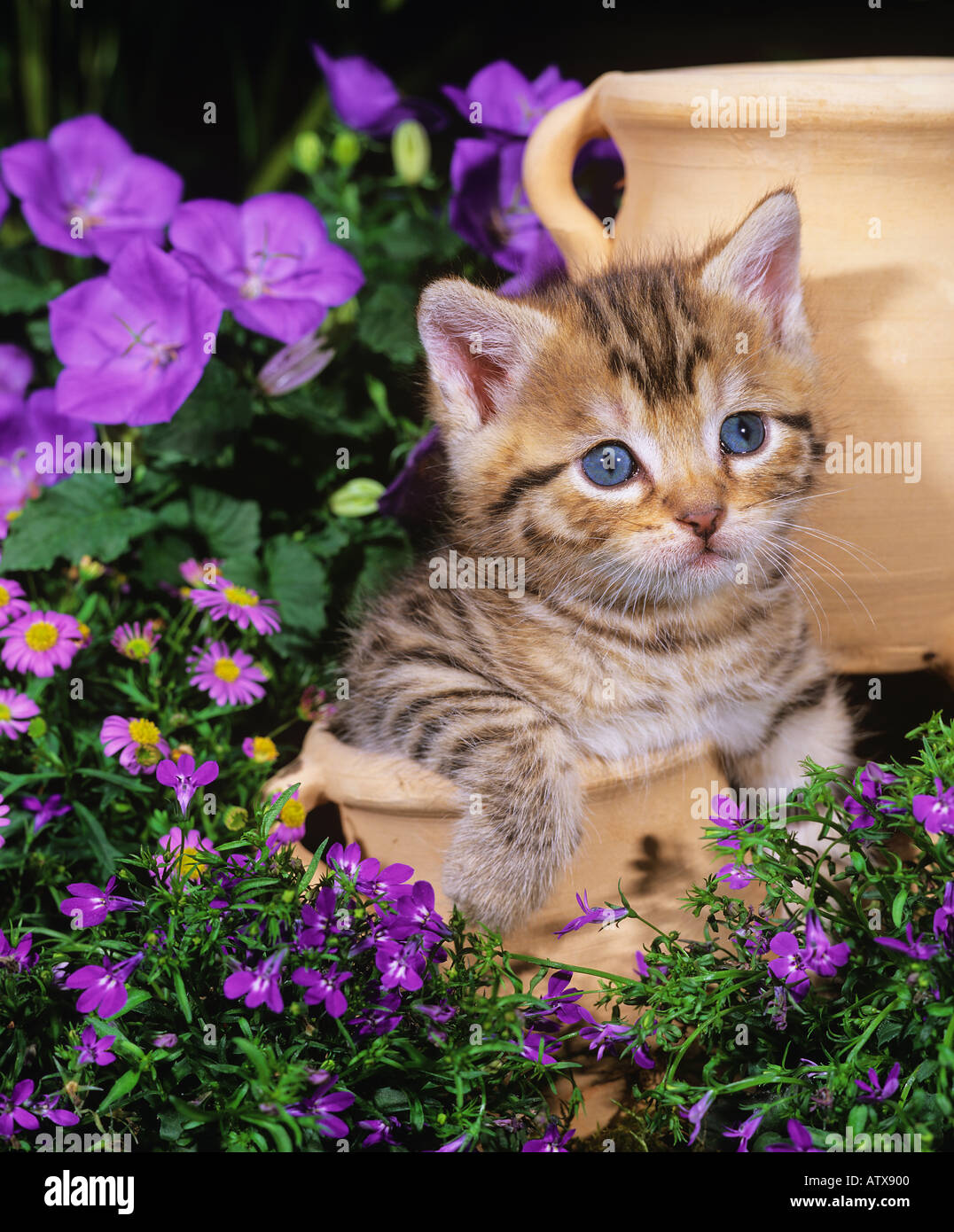Domestic cat kitten between flowers hi-res stock photography and images ...
