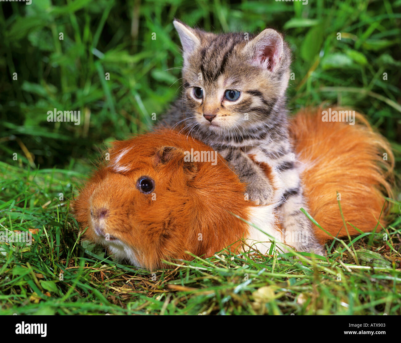 animal-friendship : domestic cat kitten on guinea pig Stock Photo - Alamy