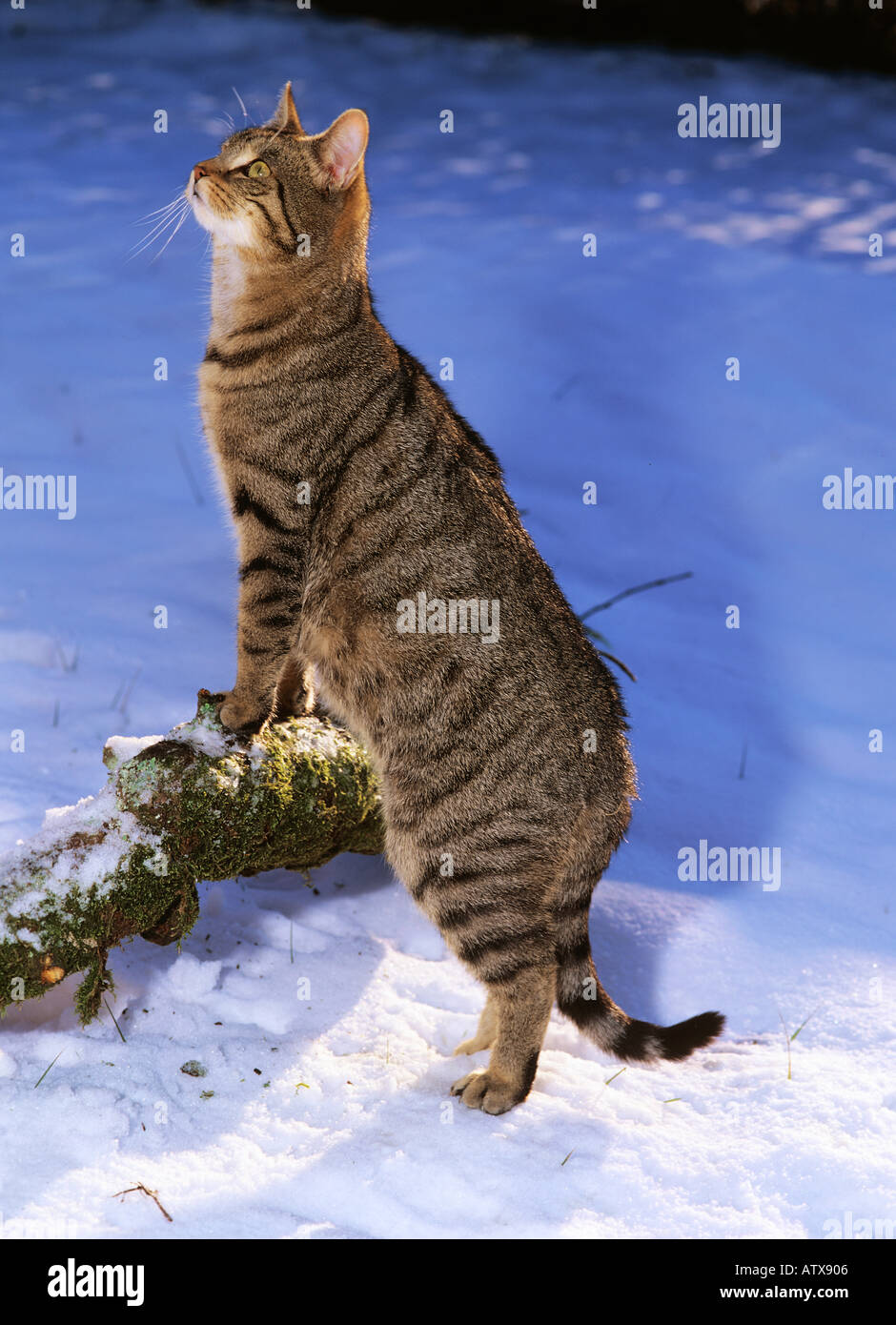 domestic cat - standing in snow Stock Photo - Alamy