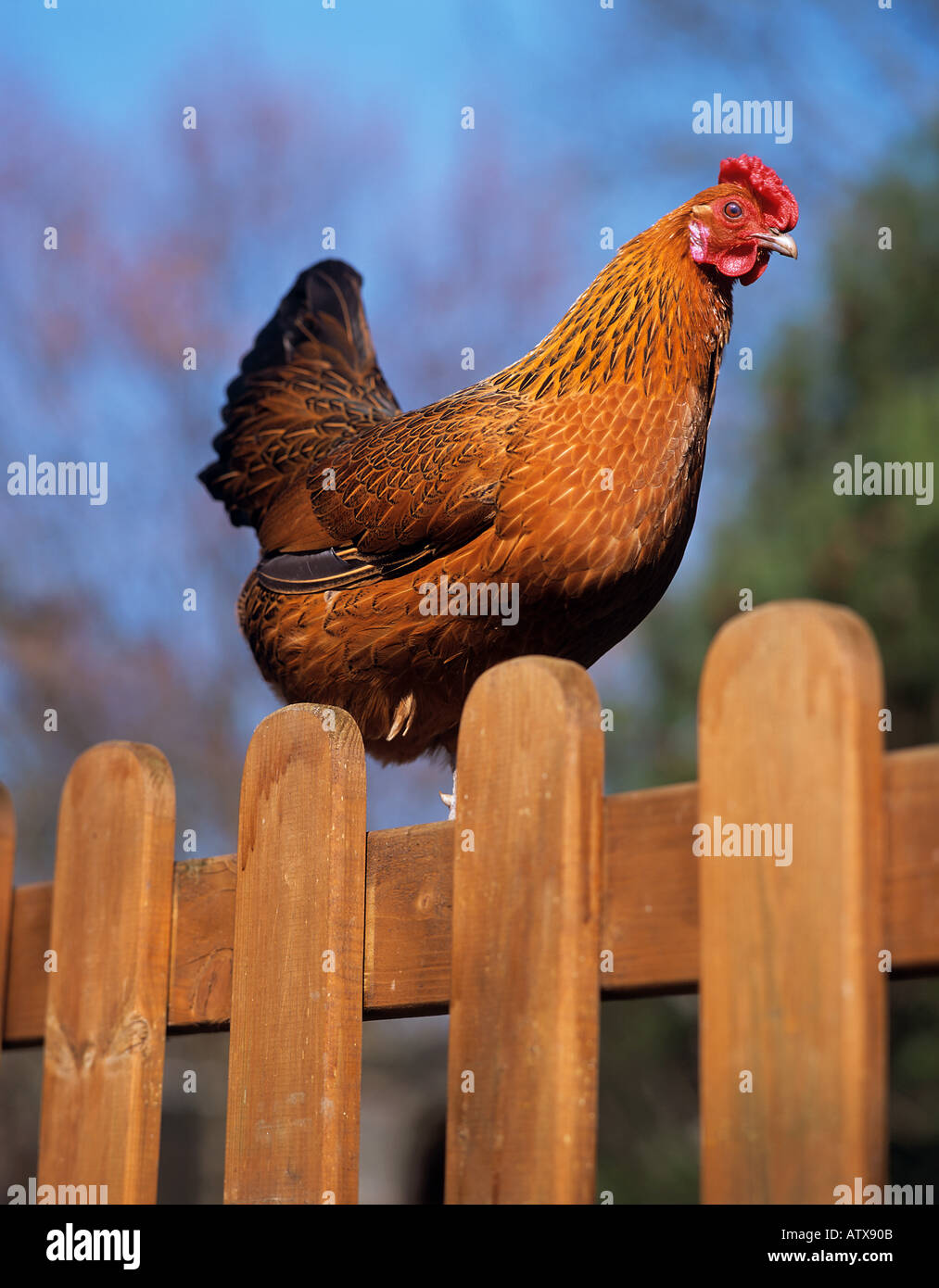 hen on fence Stock Photo - Alamy