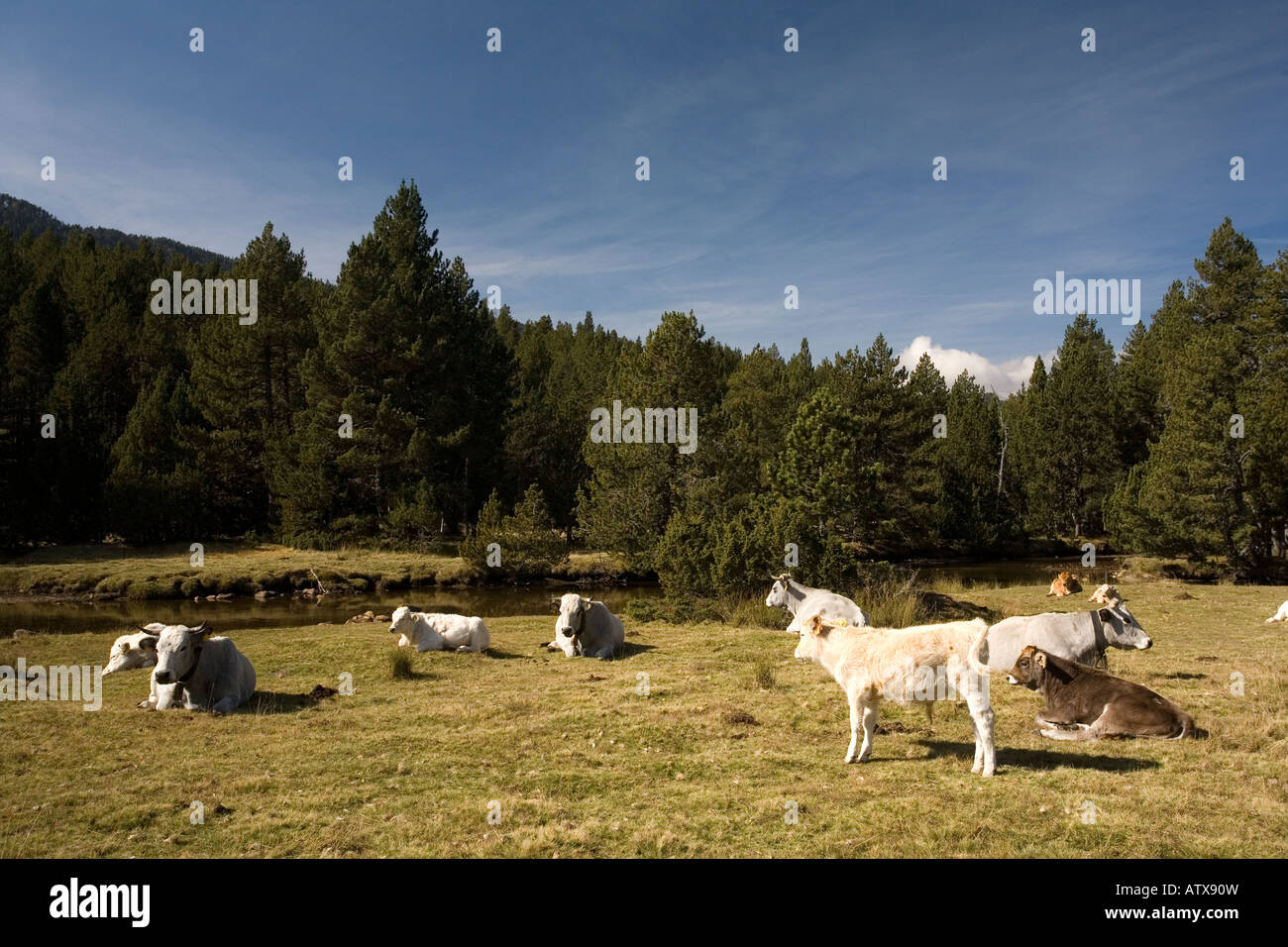 Foret des barres hi-res stock photography and images - Alamy