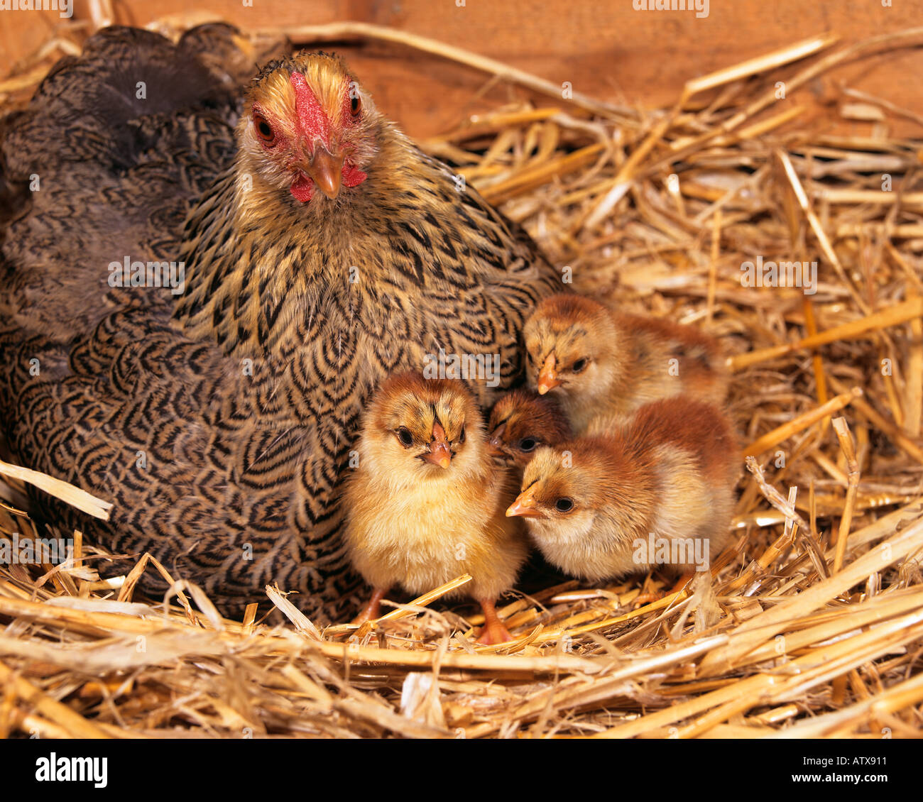 Hen and chicks hi-res stock photography and images - Alamy