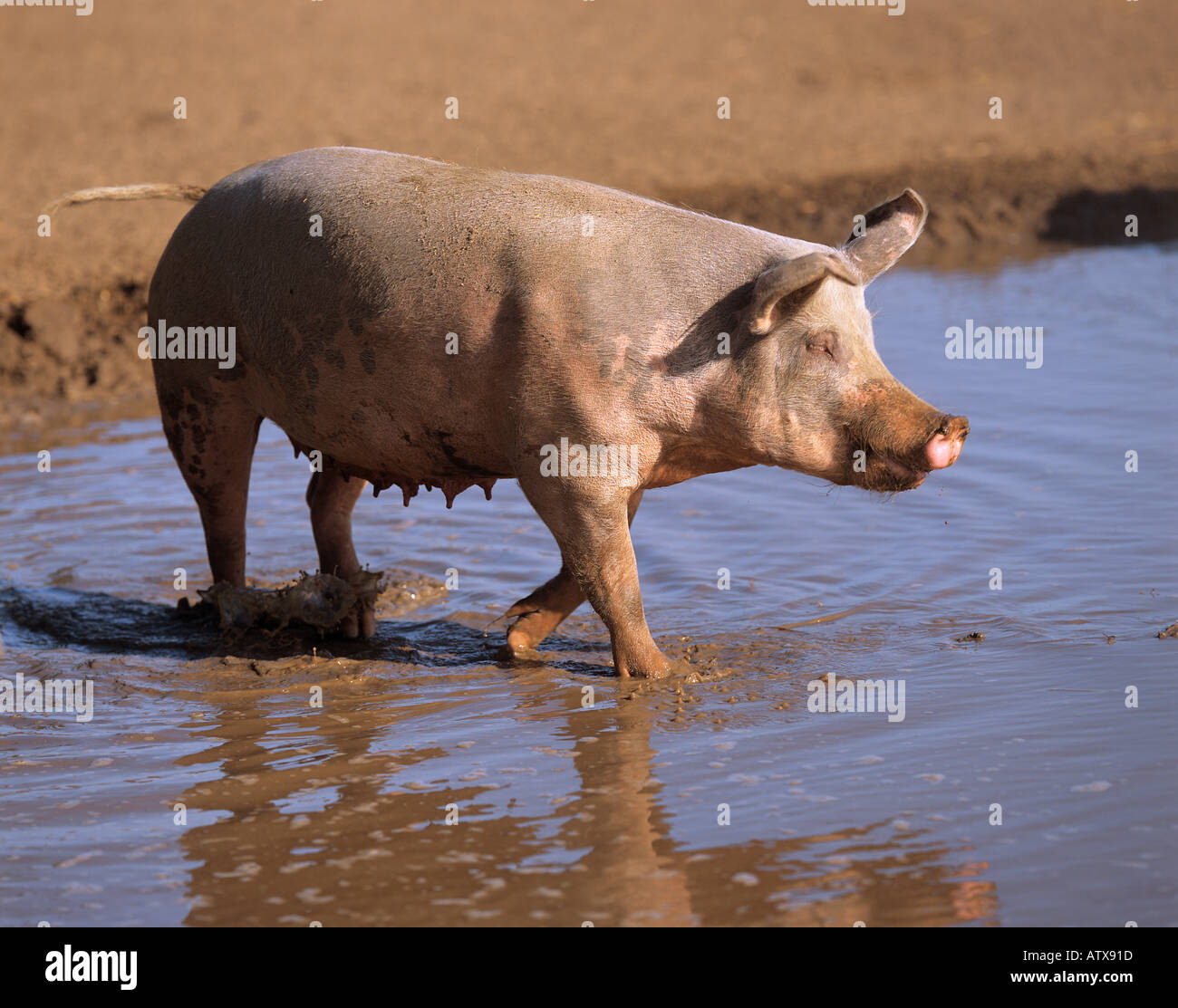 domestic pig in water Stock Photo - Alamy