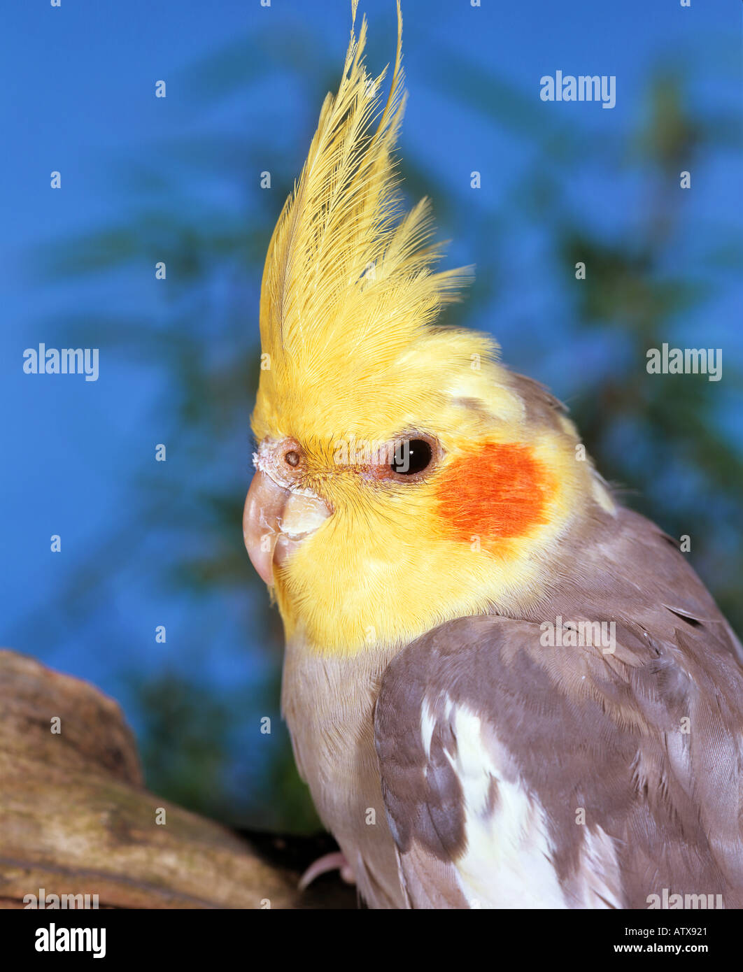 Cockatiel (Nymphicus hollandicus). Portrait of adult bird Stock Photo ...