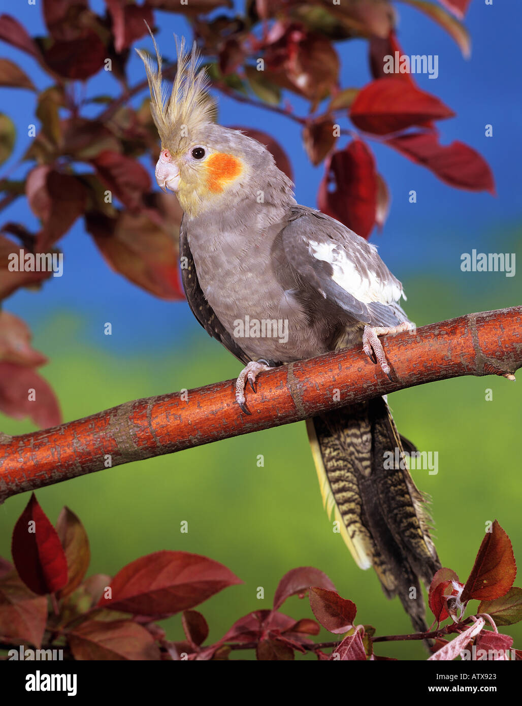 Cockatiel branch hi-res stock photography and images - Alamy