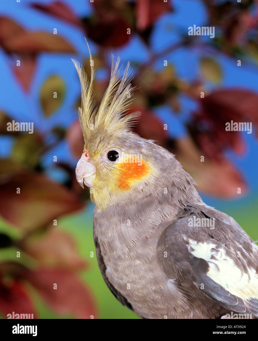 Adult female parakeet hi-res stock photography and images - Alamy