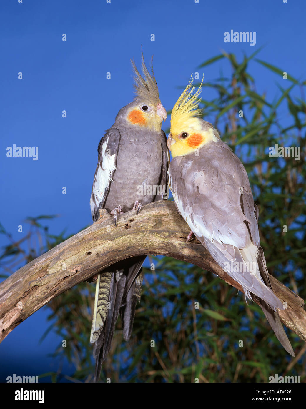 Cockatiel (Nymphicus hollandicus). Two birds perched on a branch Stock ...