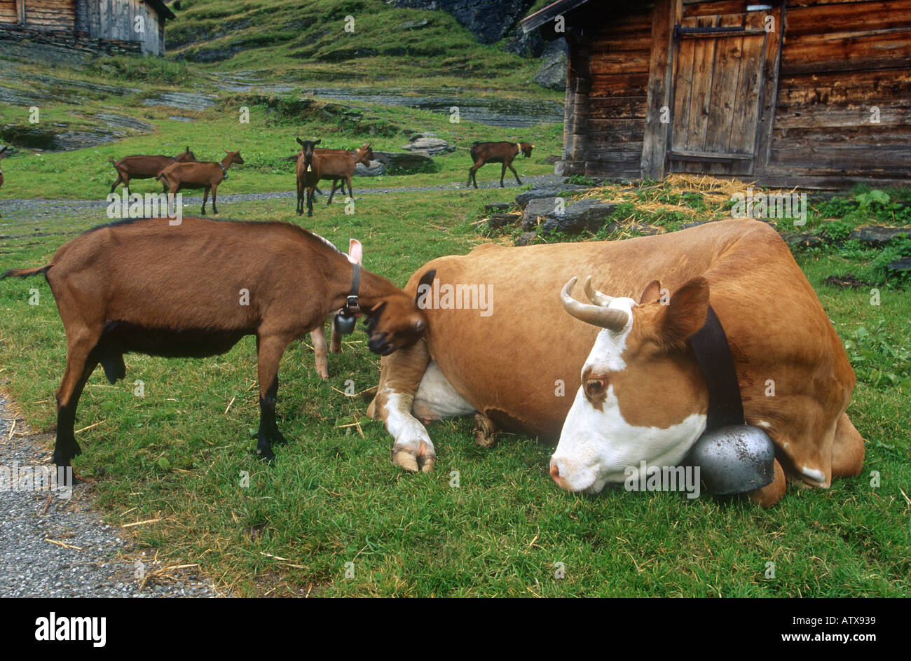 Cow goat hi-res stock photography and images - Alamy