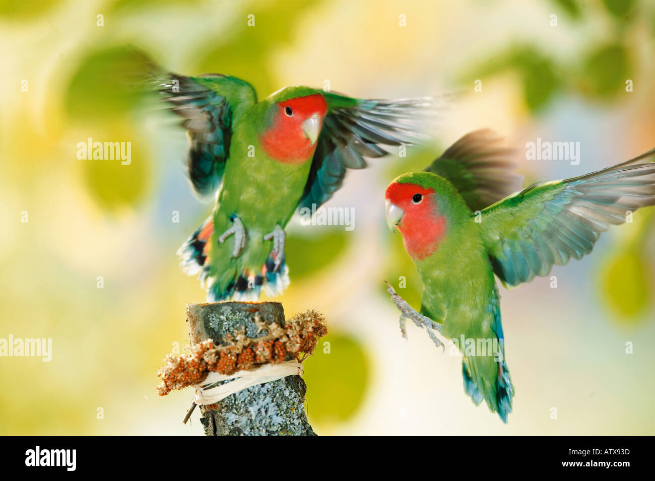 Two Birds In Love Flying