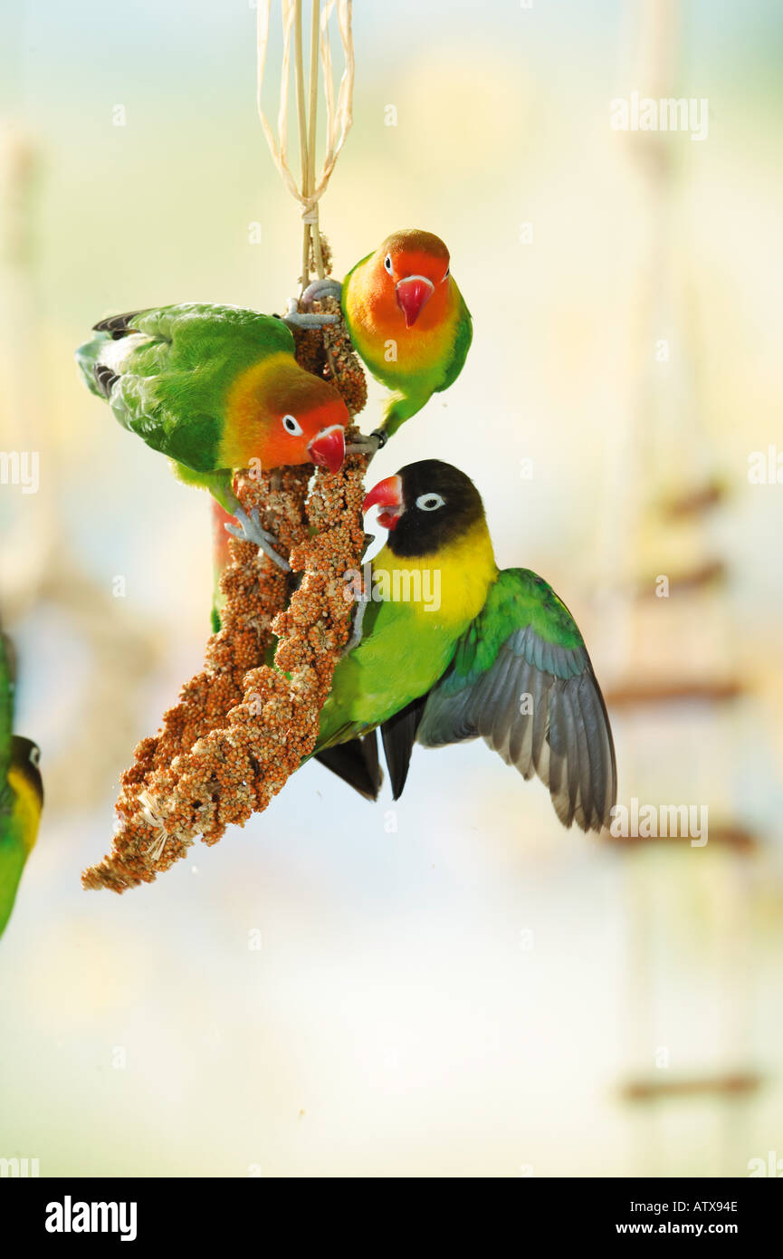 Masked lovebirds hi-res stock photography and images - Alamy