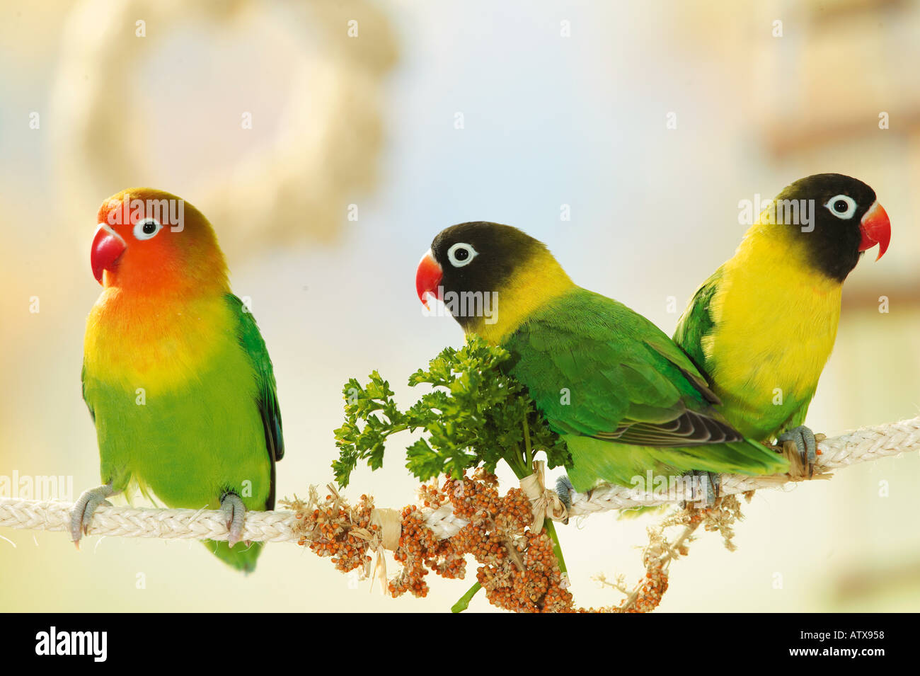 Fischer's Lovebird and two masked lovebirds on rope Stock Photo - Alamy