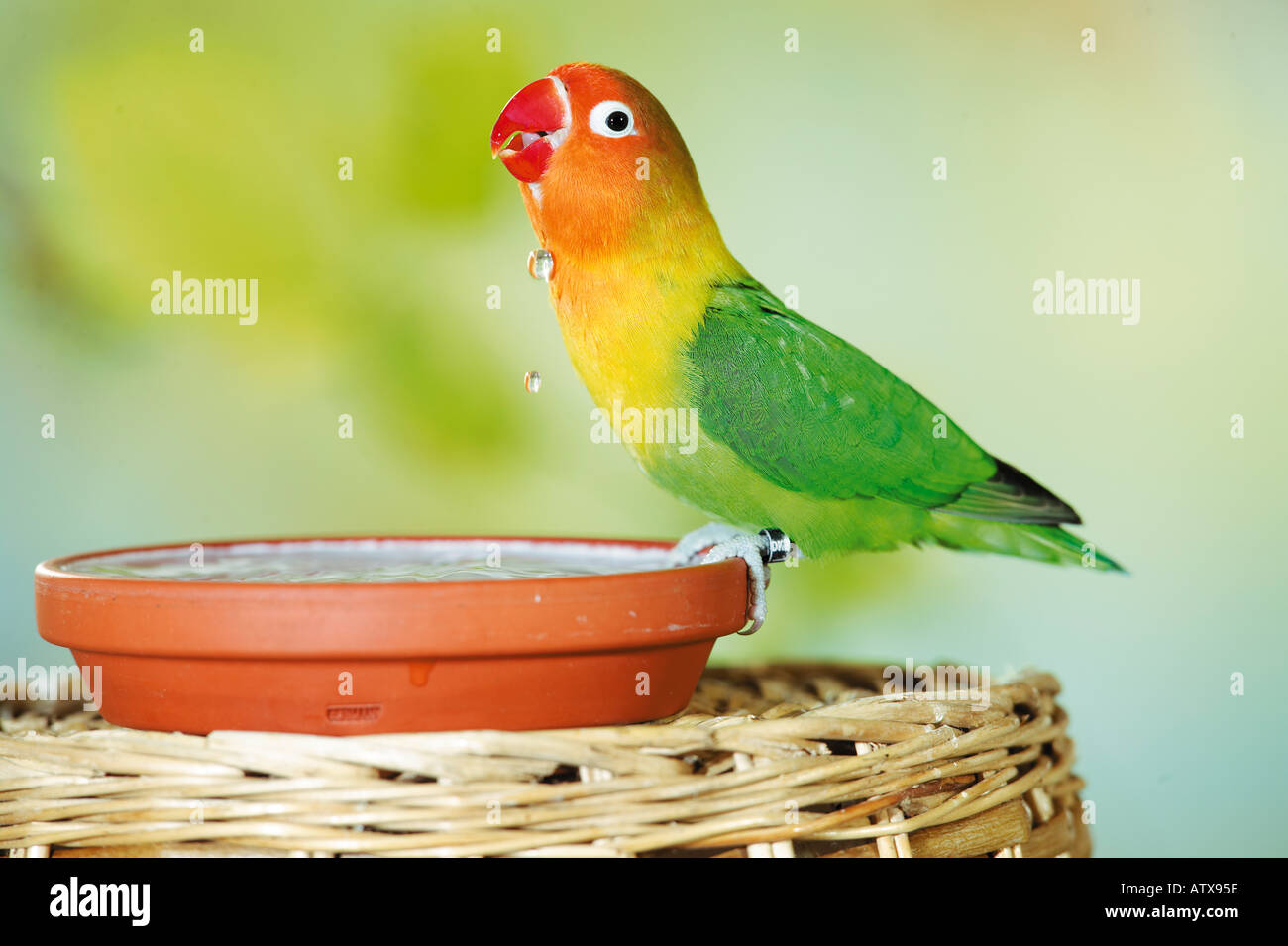 Bird drinking water dish hi-res stock photography and images - Alamy