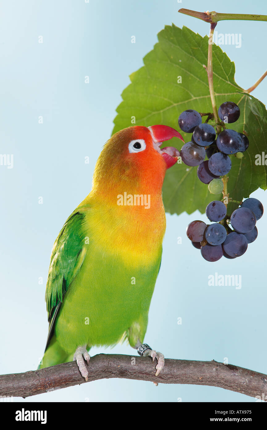 Can Love Birds Eat Grapes