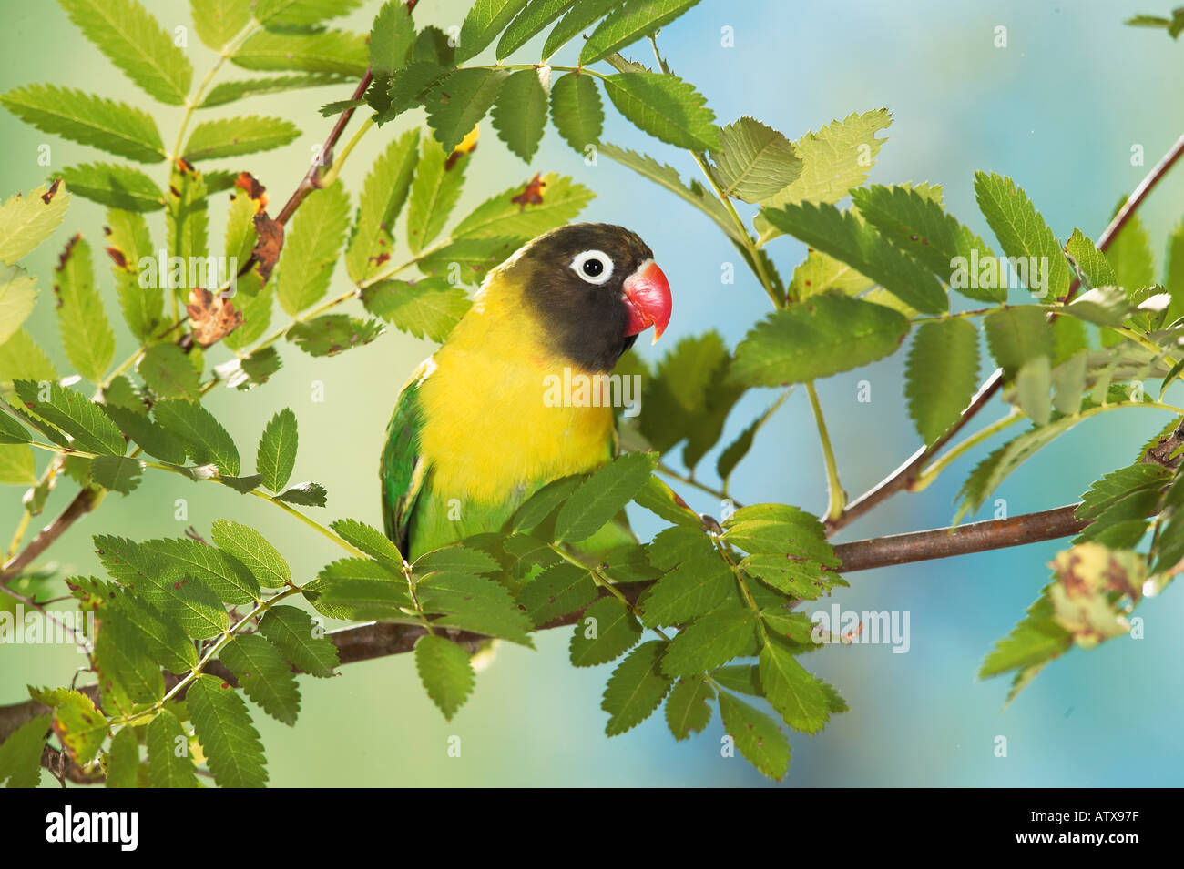 Masked lovebirds hi-res stock photography and images - Alamy
