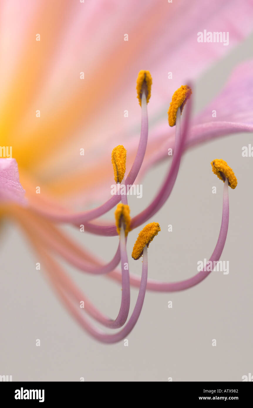 Closeup view of Surprise lily flower Stock Photo - Alamy