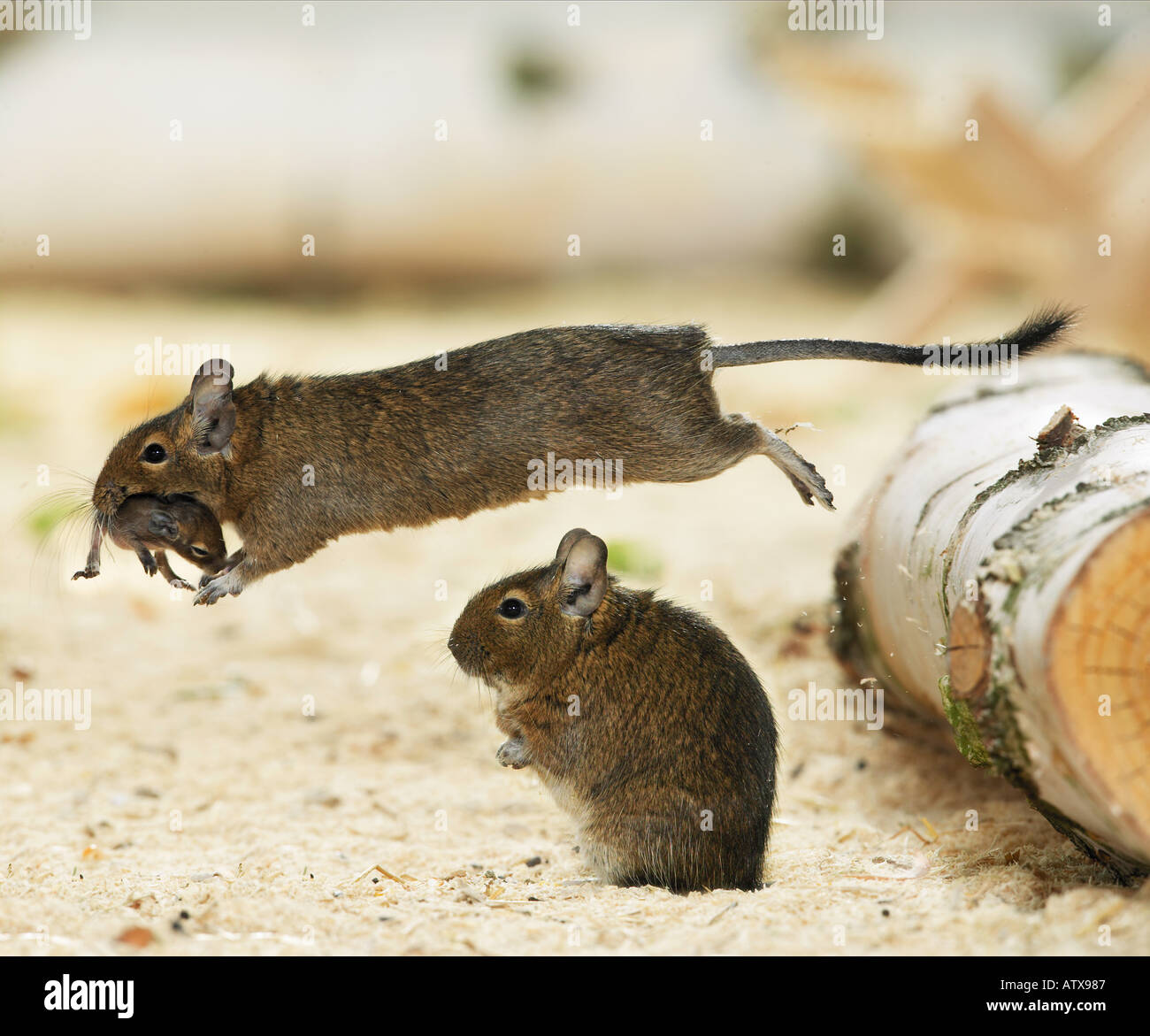 degu with cub in mouth jumping over a second degu / octodon spp Stock ...