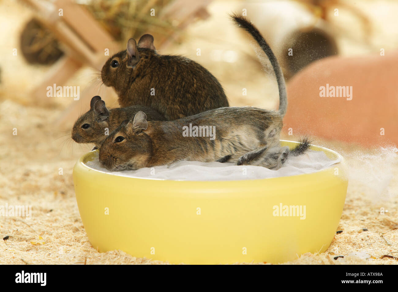 three degus bathing in sand / octodon spp Stock Photo - Alamy
