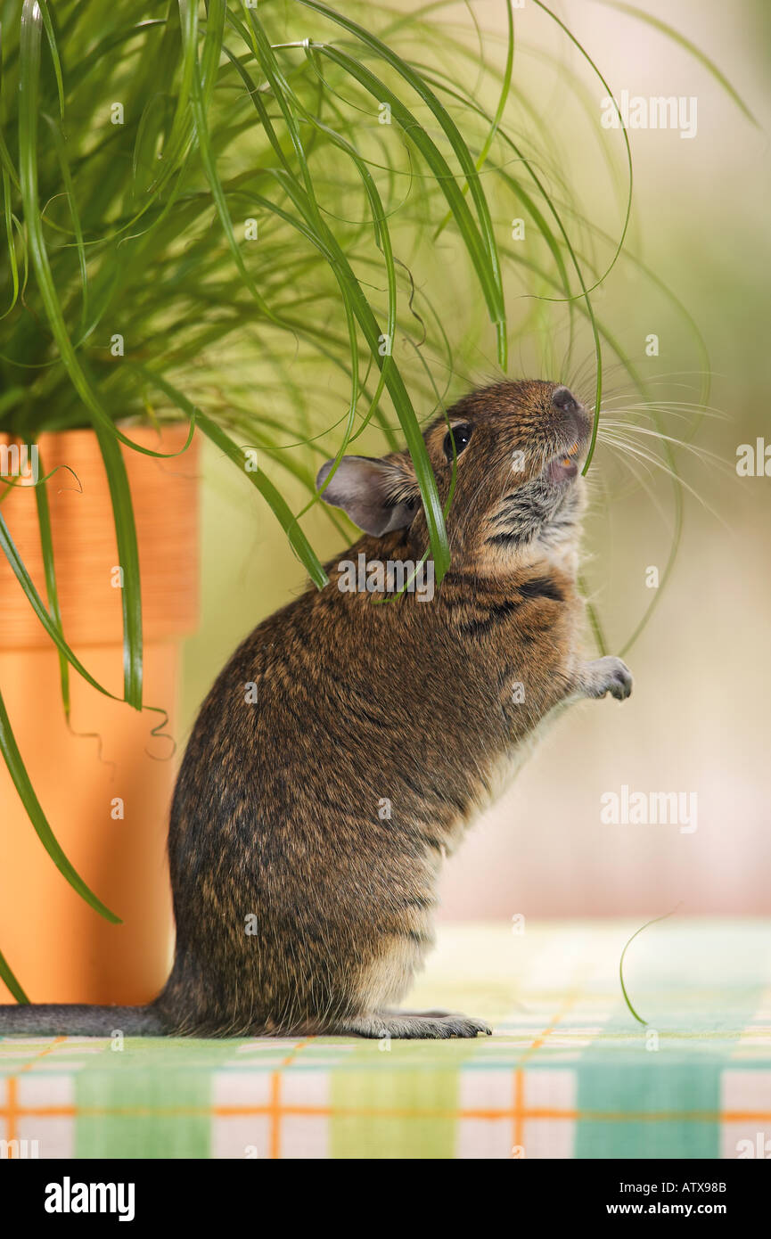 degu at a plant / octodon spp Stock Photo - Alamy