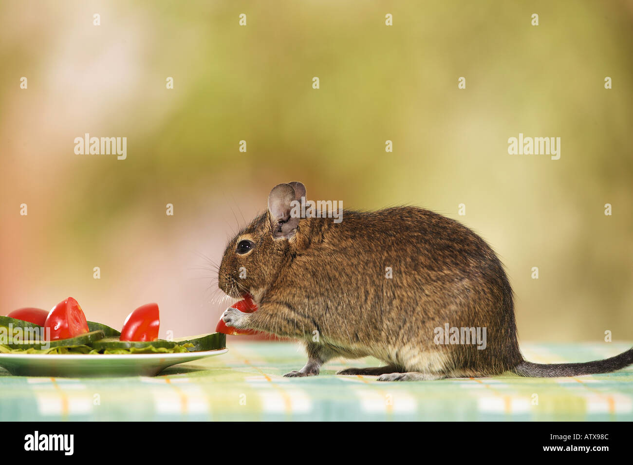 Degu feeding hi-res stock photography and images - Alamy