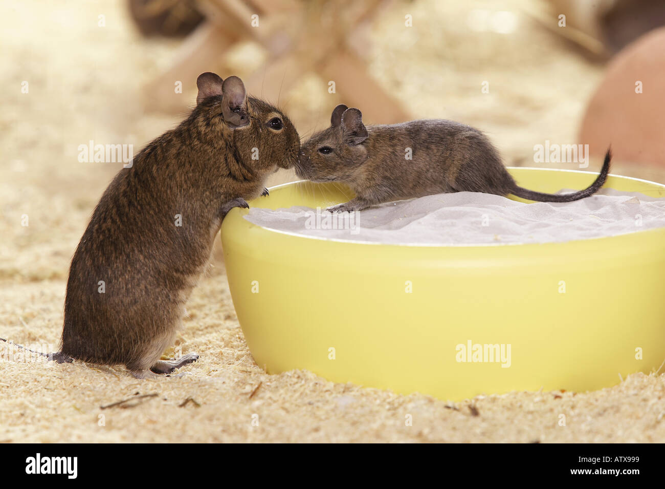 Degu (Octodon spp.). Mother with young at a bath of sand Stock Photo ...