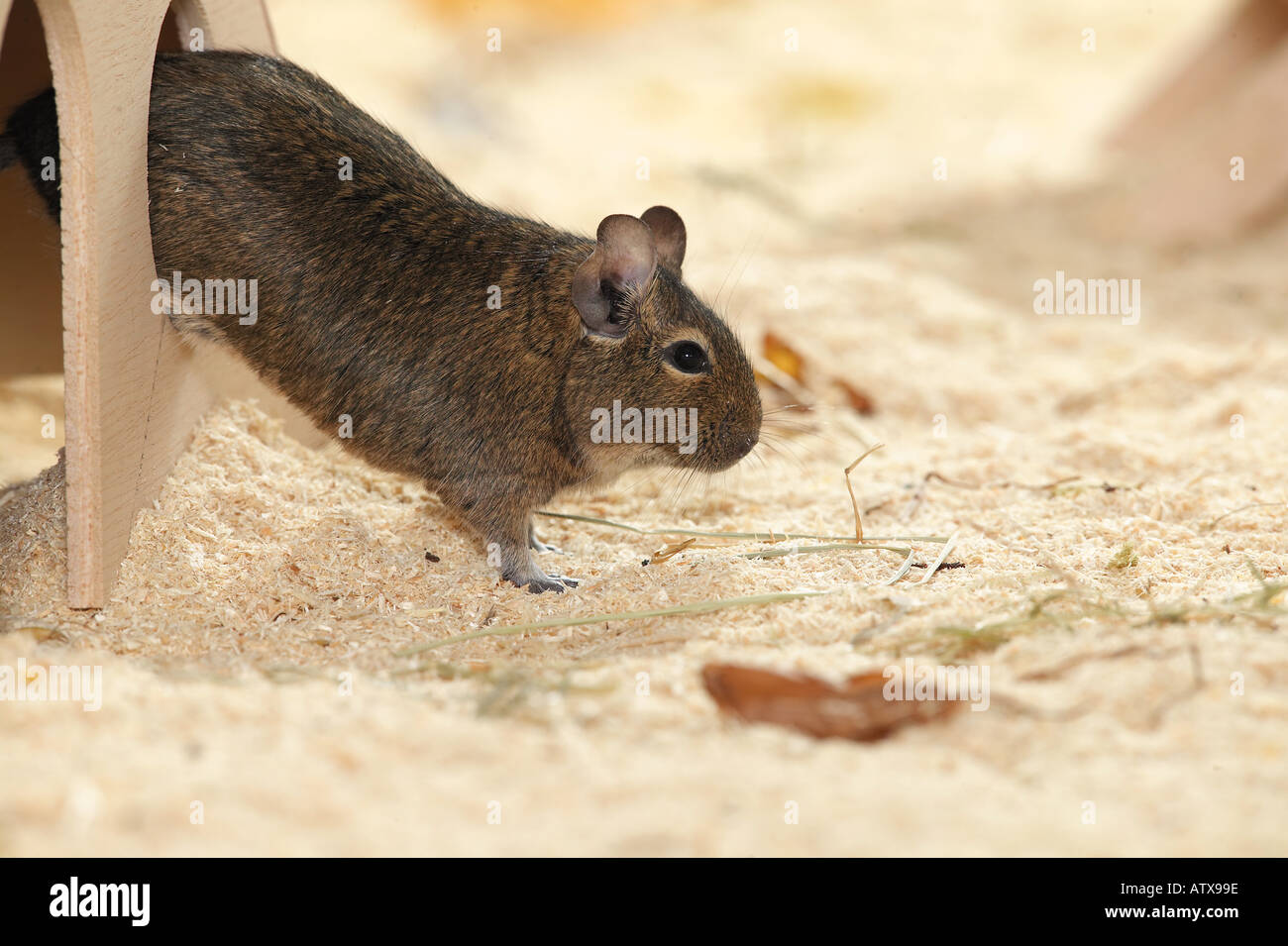 degu jumping out of its house / octodon spp Stock Photo - Alamy