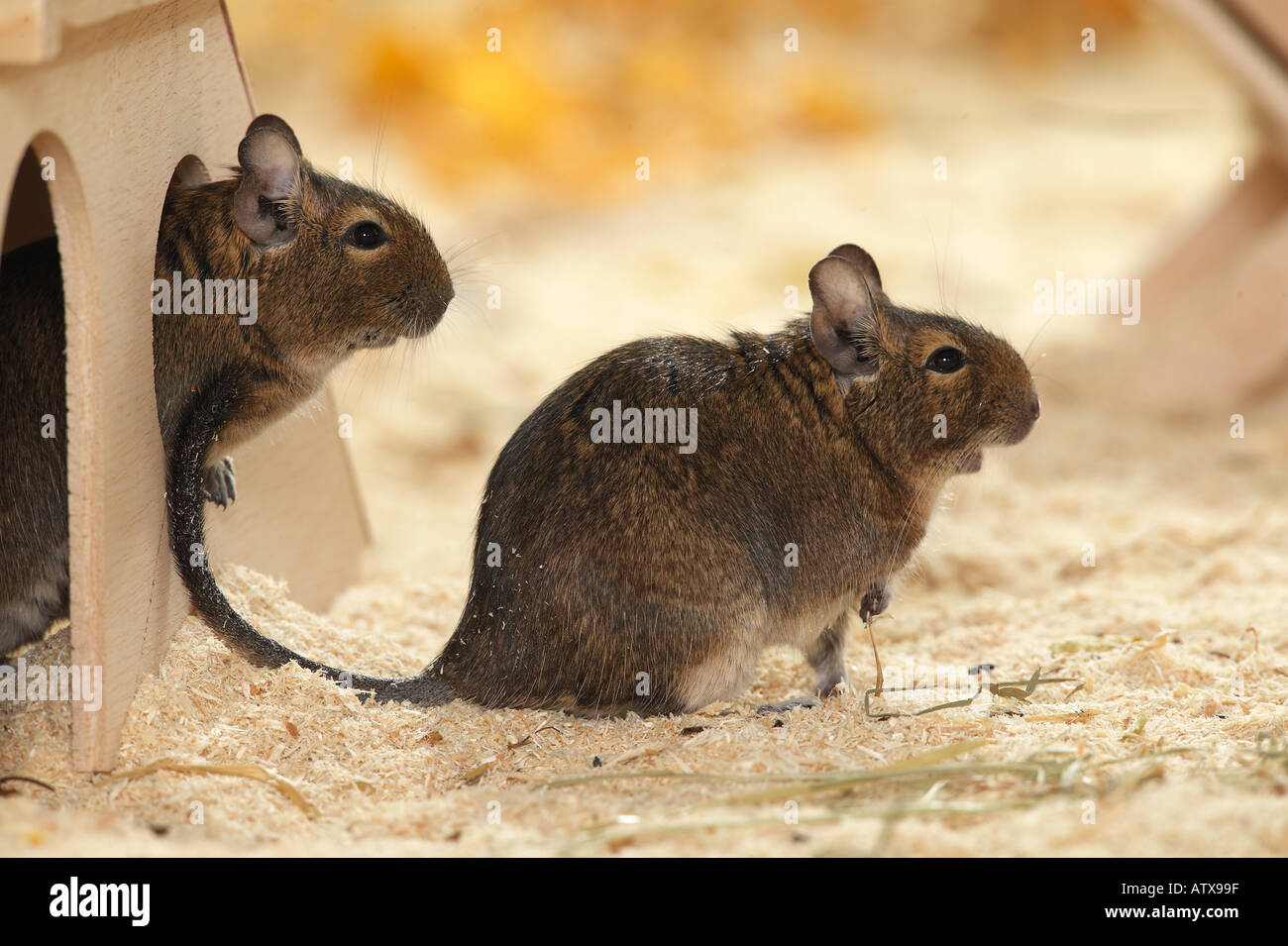 Viewer house hi-res stock photography and images - Alamy