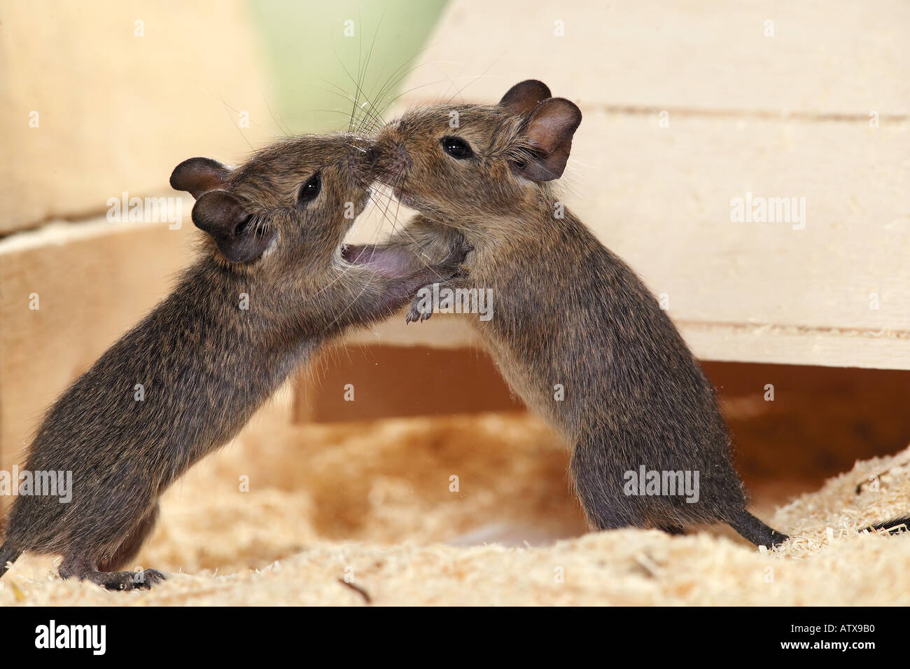 Two juveniles playing hi-res stock photography and images - Alamy