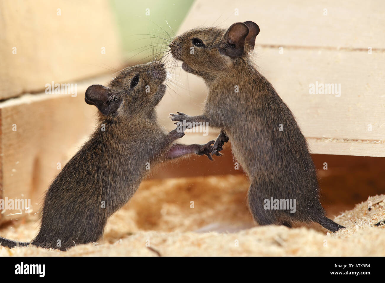 Degu (Octodon degus). Two juveniles playing Stock Photo - Alamy