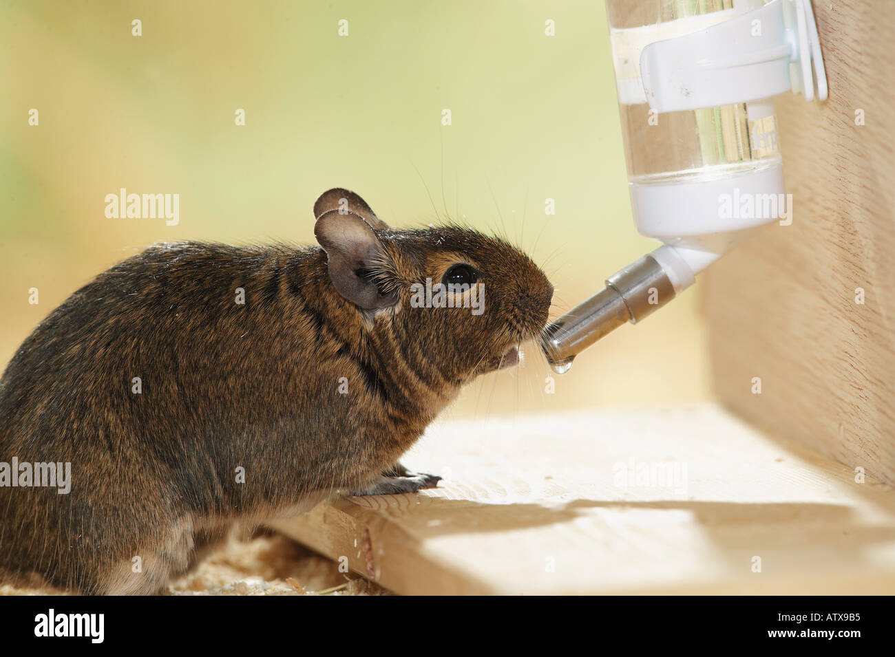 degu drinking from bottle / octodon spp Stock Photo - Alamy