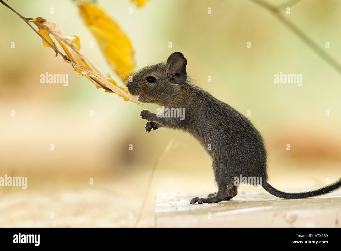 young degu / octodon spp Stock Photo - Alamy