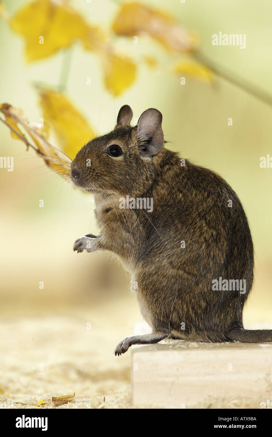 degu / octodon spp Stock Photo - Alamy