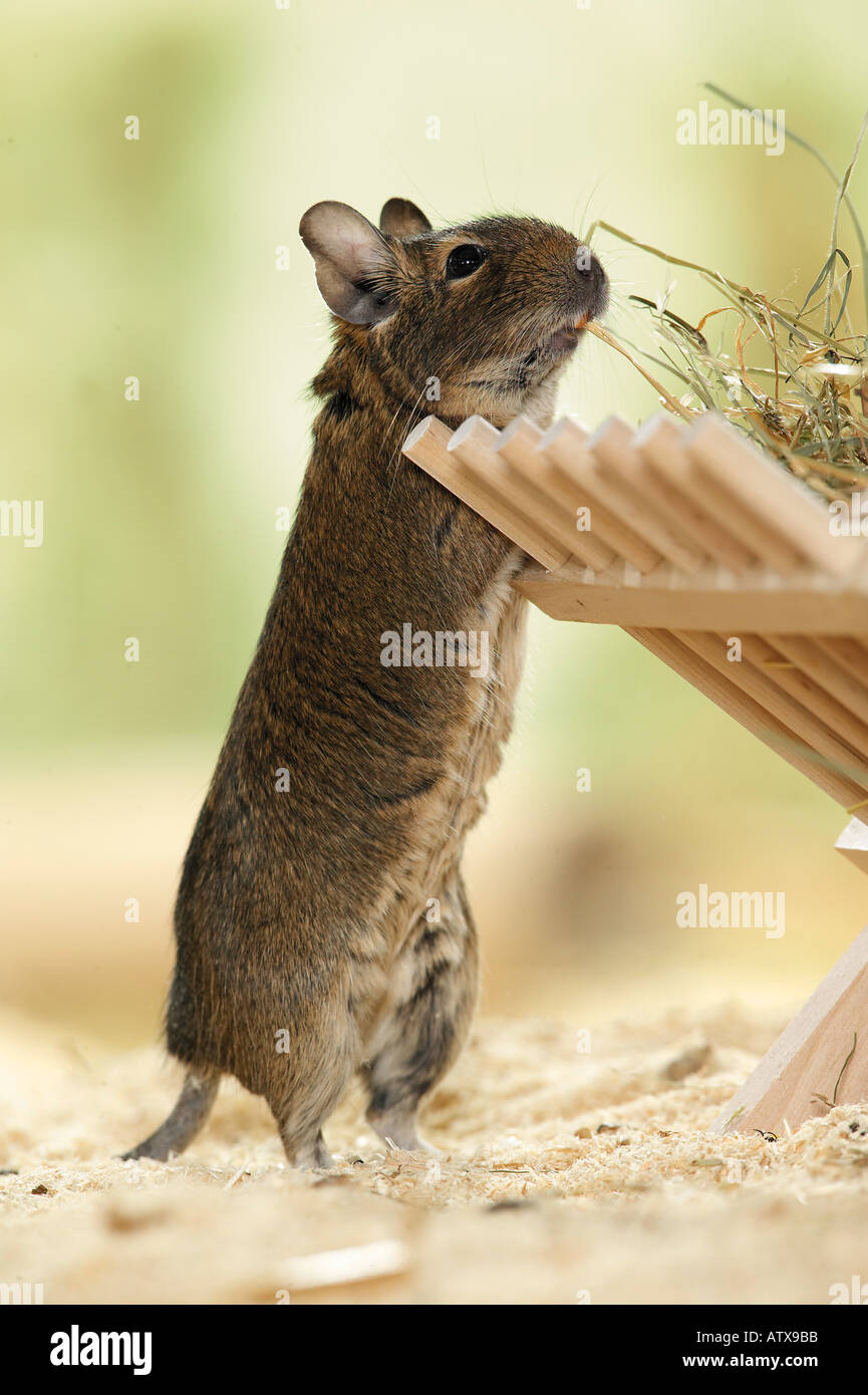 degu at a crib with hay - basic food / octodon spp Stock Photo - Alamy