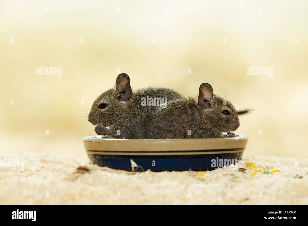 Degu (Octodon degus). Two young in a feeding bowl, eating Stock Photo ...