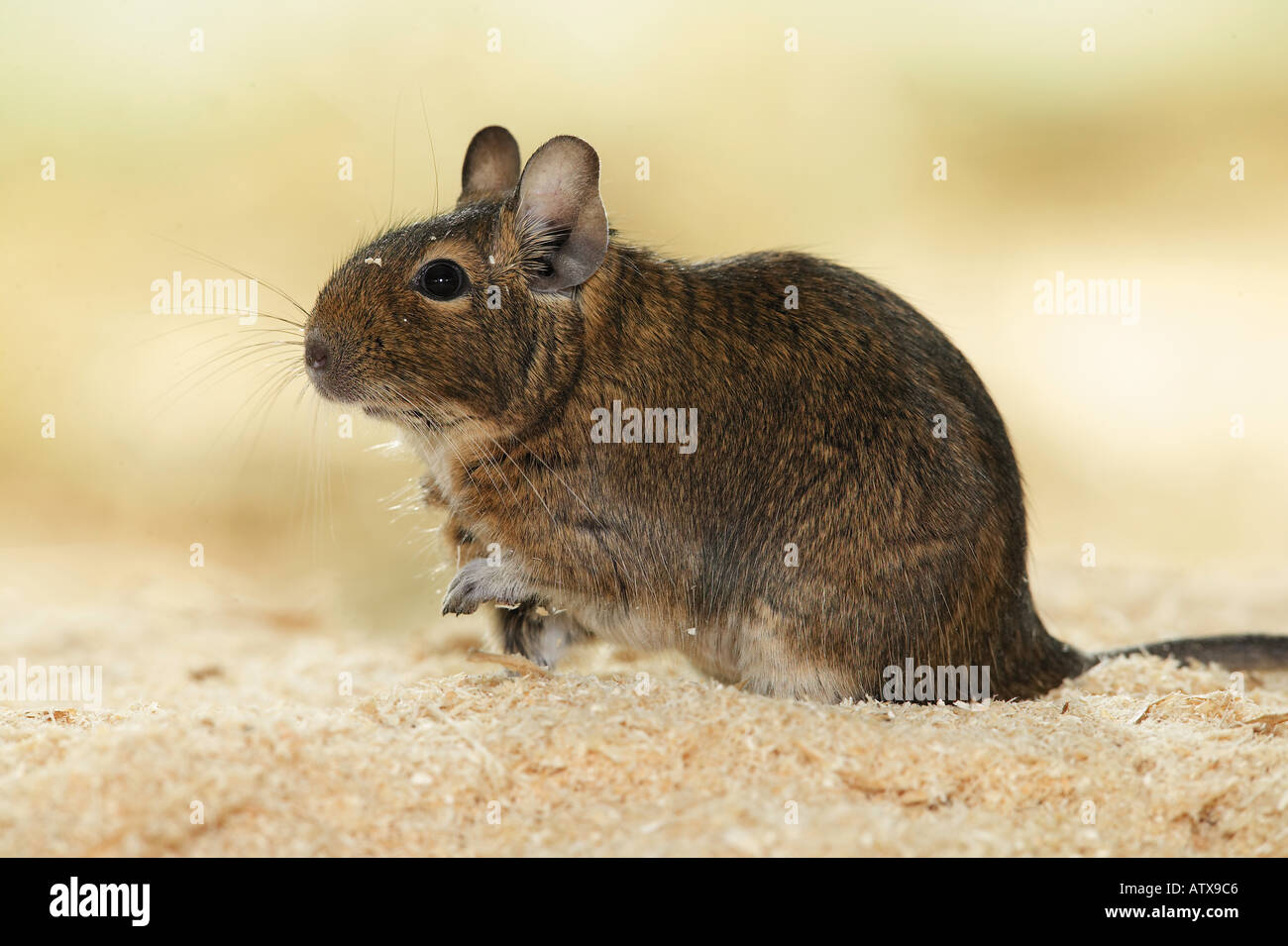 degu standing in sand / octodon spp Stock Photo - Alamy