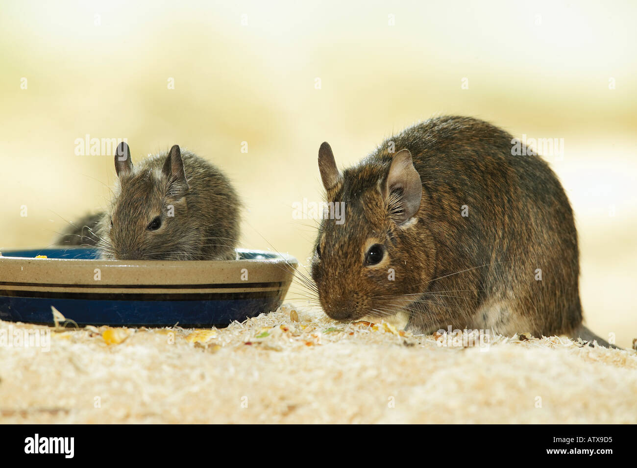 degu with cub - eating / octodon spp Stock Photo - Alamy